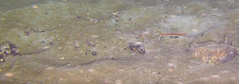 Beneath 200 meters of ice, scientists discover perfectly organized fish ...