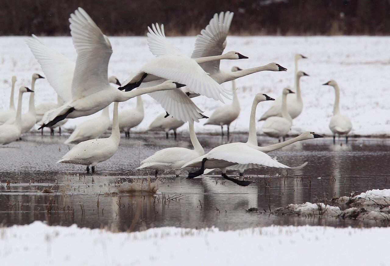 Tundra swan, mourning dove hunting seasons proposed in Manitoba