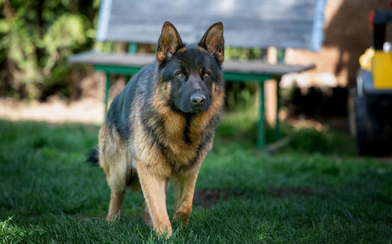 Watch this hilarious German shepherd puppy join dad's workout routine