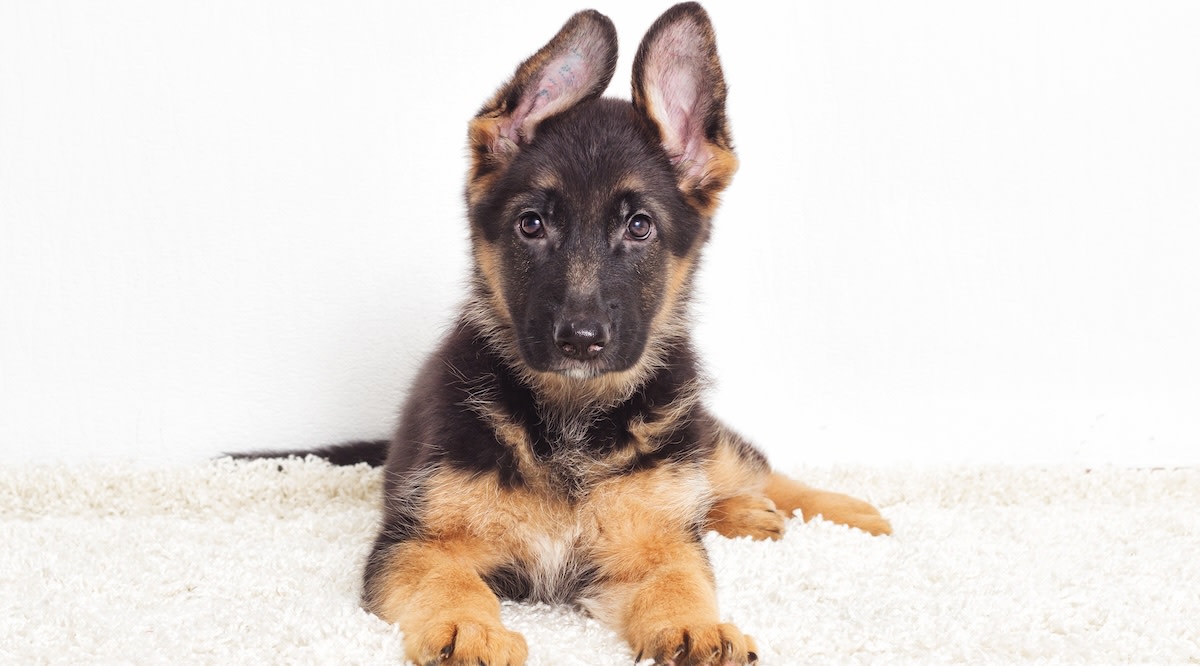 Watch this hilarious German shepherd puppy join dad's workout routine