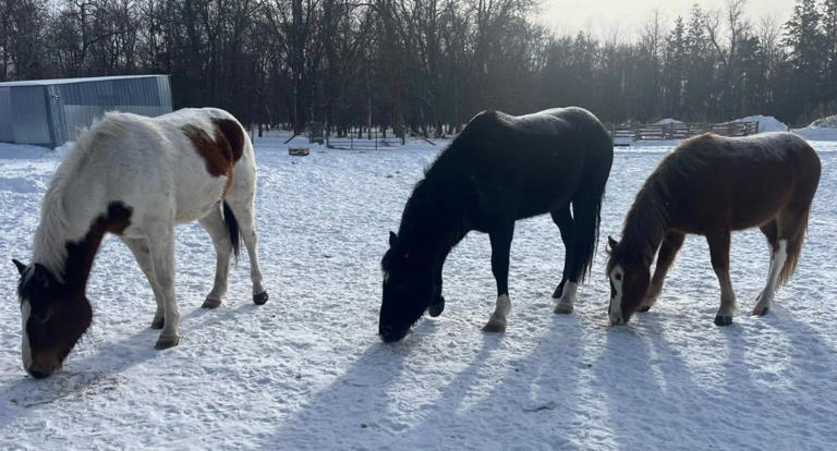 Thermal drone helps reunite Manitoba owners with runaway horse after ...