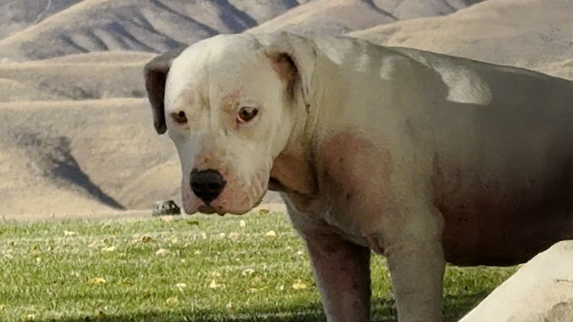 Smart dog kept stalking the right family