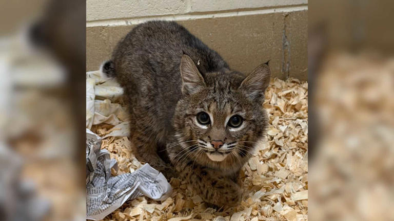 Mass. zoo names new bobcat after Pats QB