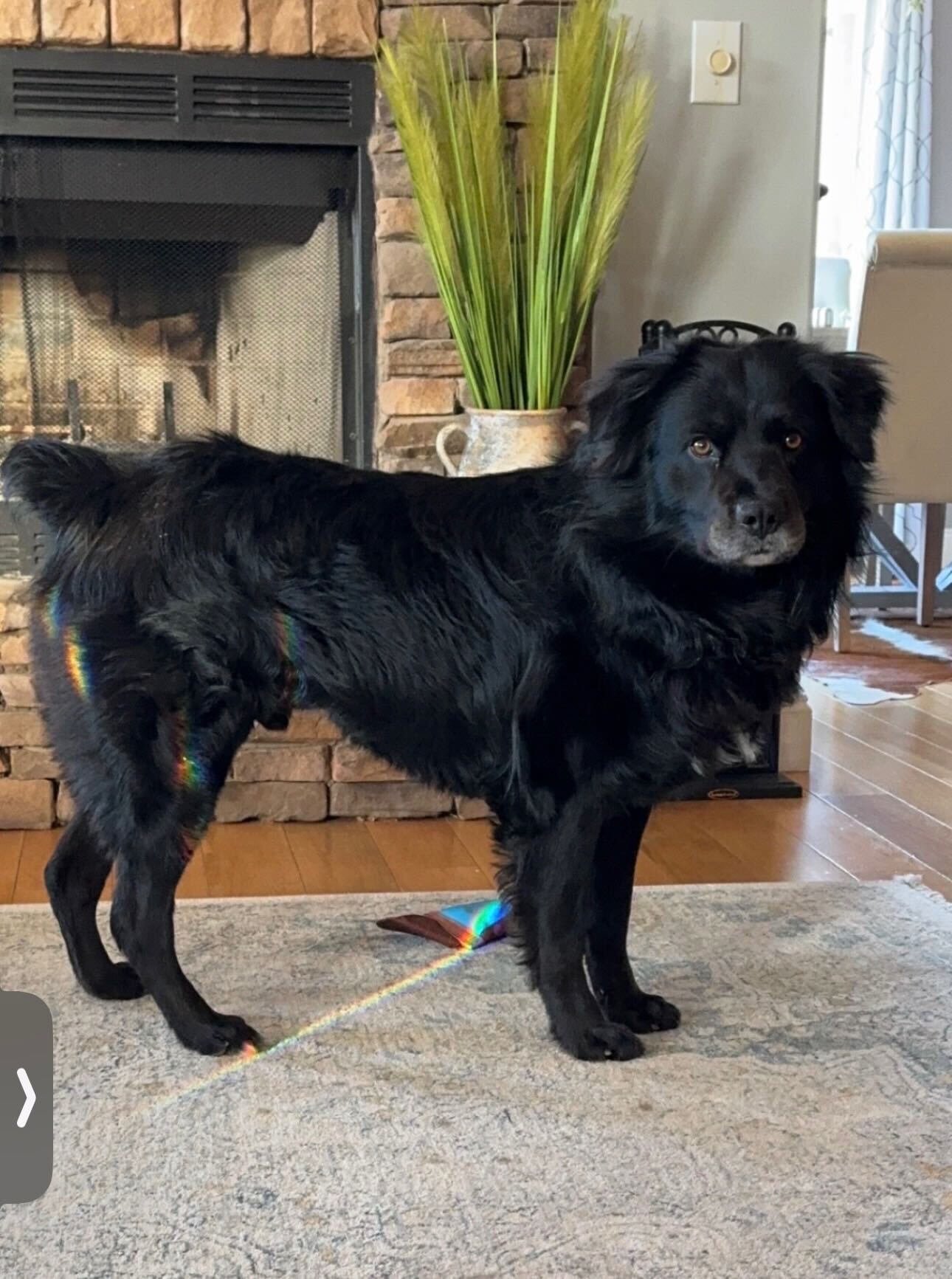 Car crash survivor's dog rescued by Department of Transportation ...