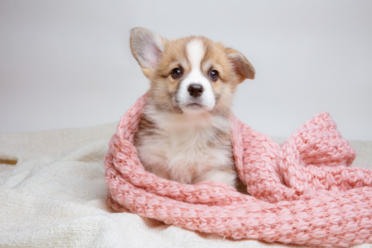 Watch Winston the corgi calmly enjoy a movie on an airplane—a ...