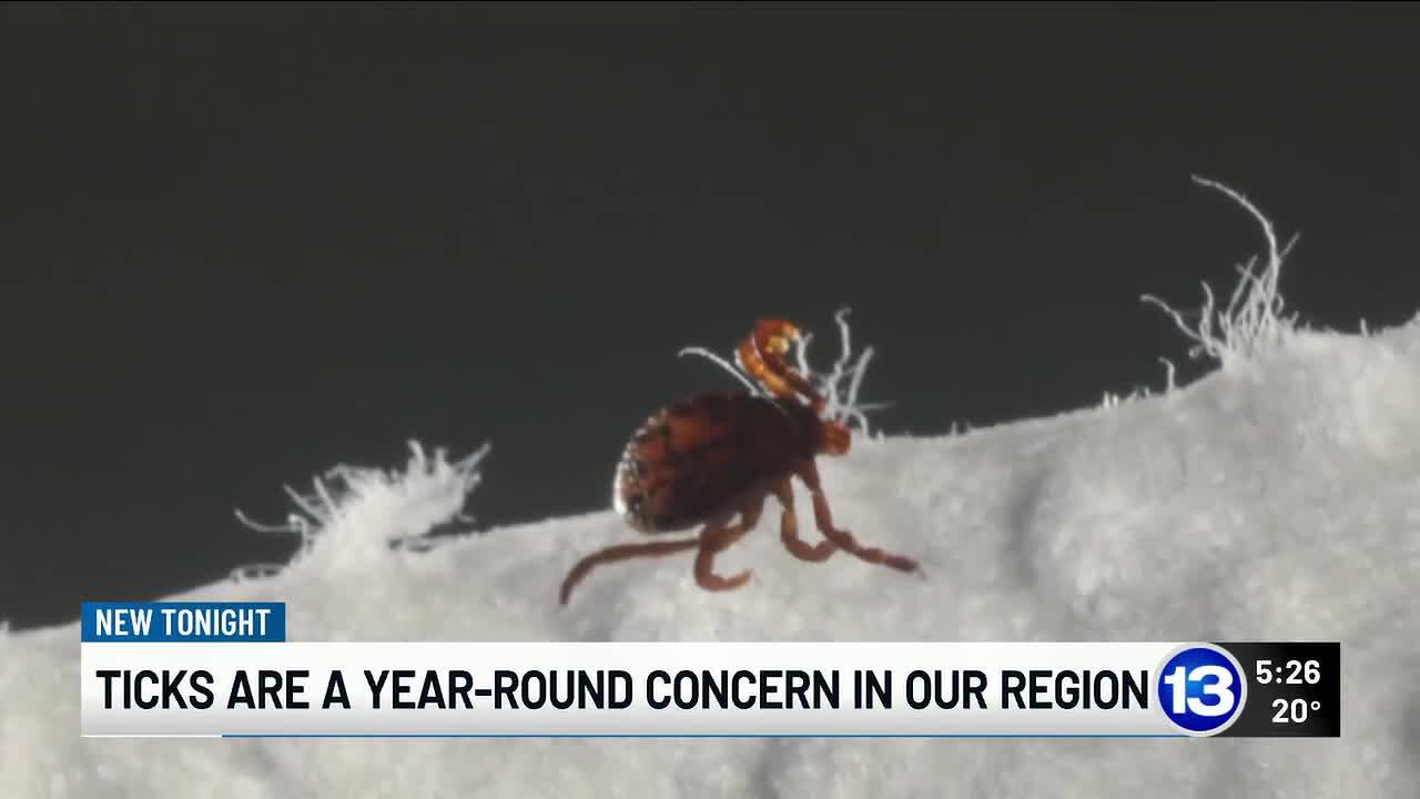 Ticks can be active in the winter months and study shows Ohio is seeing ...