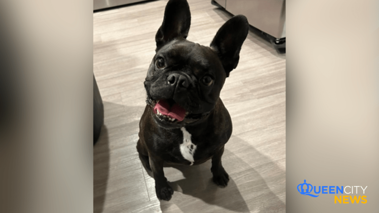 'Julio is finally home': Missing French bulldog found after nearly 10 ...