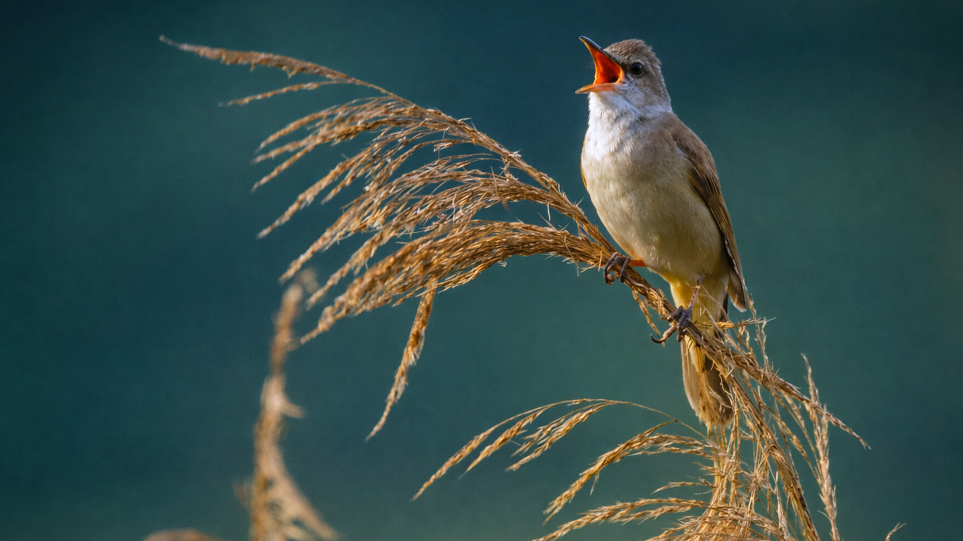 I did not expect this bird to sing so loud