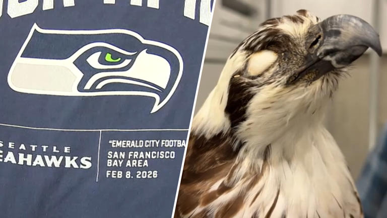 What is a seahawk? Even Seahawks fans aren't sure, so we asked a bird ...