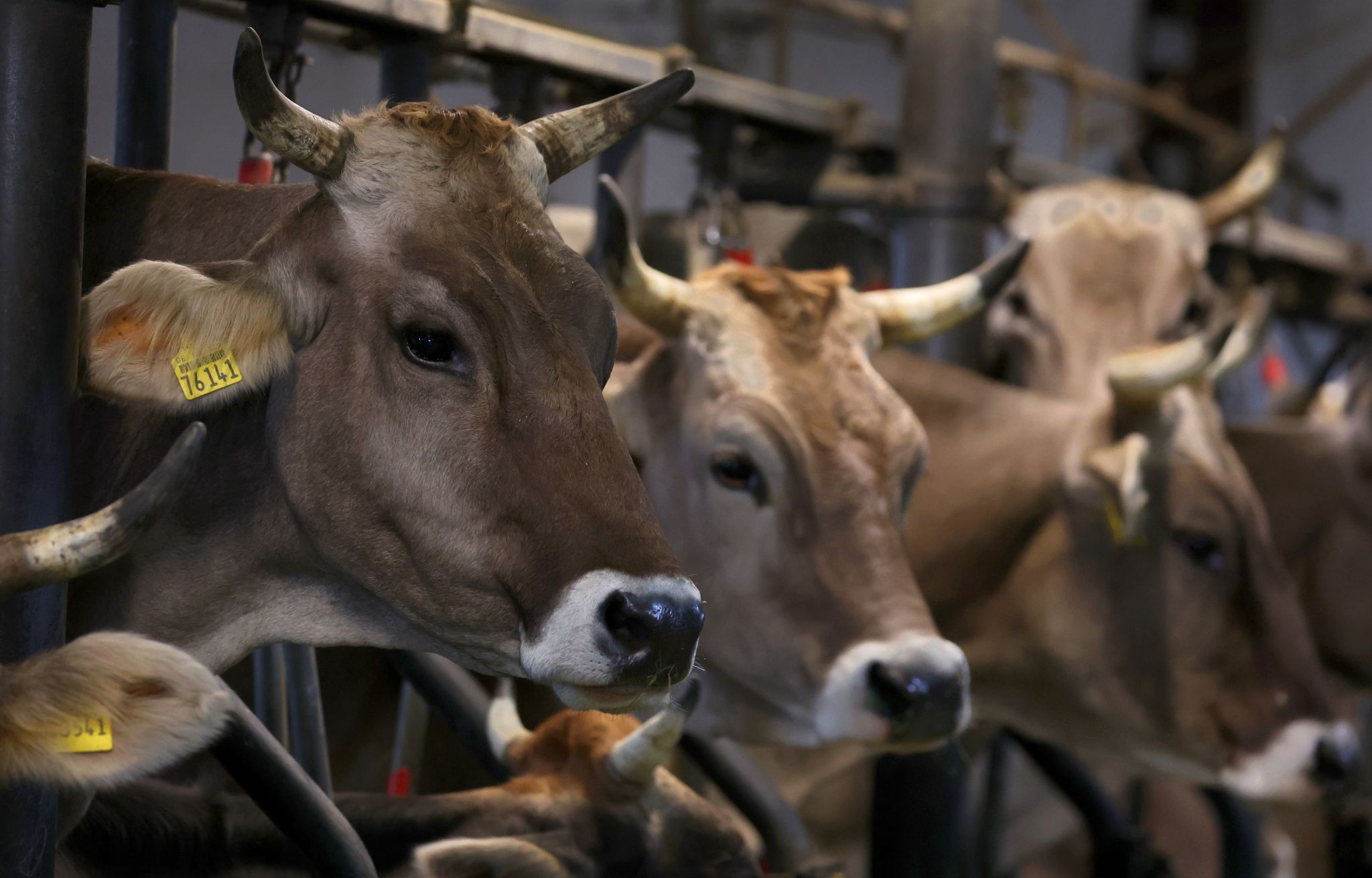 Warum Rinder bald nicht mehr in Anbindehaltung leben müssen