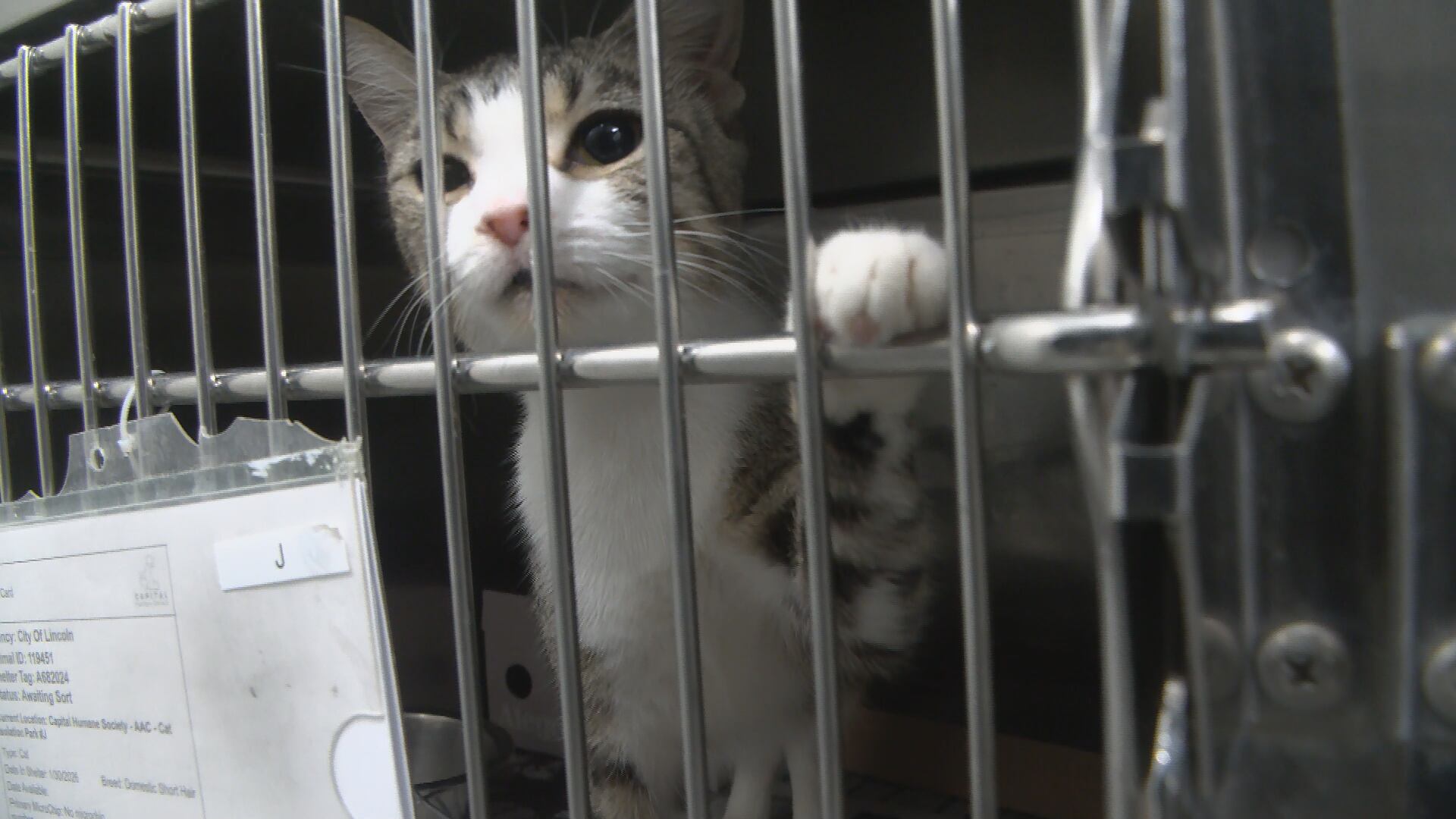 92 cats rescued from Lincoln hoarding situation now in Capital Humane ...