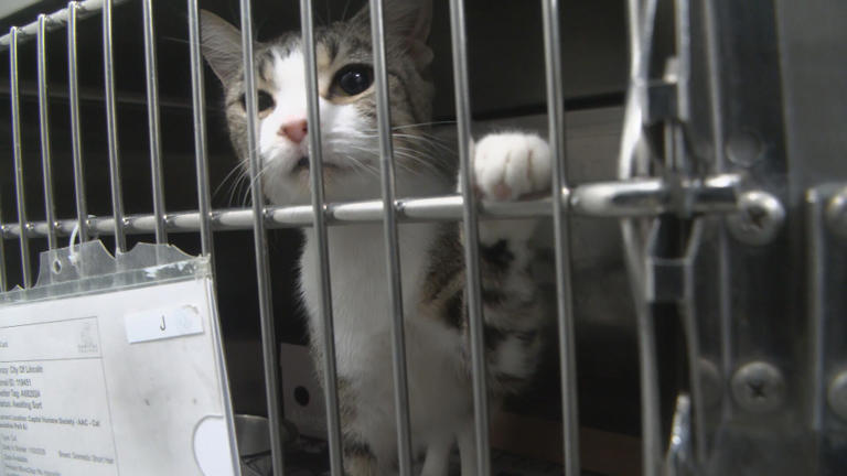 92 cats rescued from Lincoln hoarding situation now in Capital Humane ...