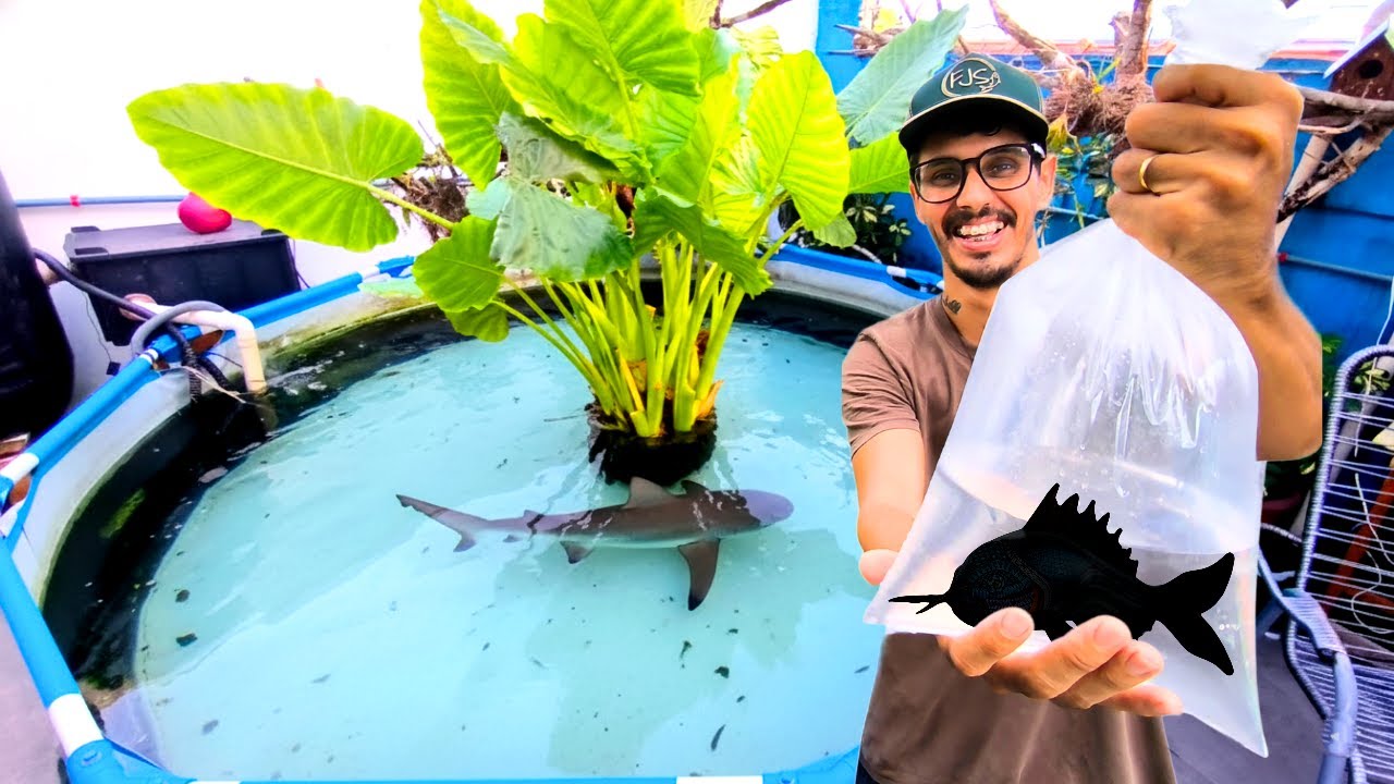 Comprei um peixe monstro híbrido super carnívoro