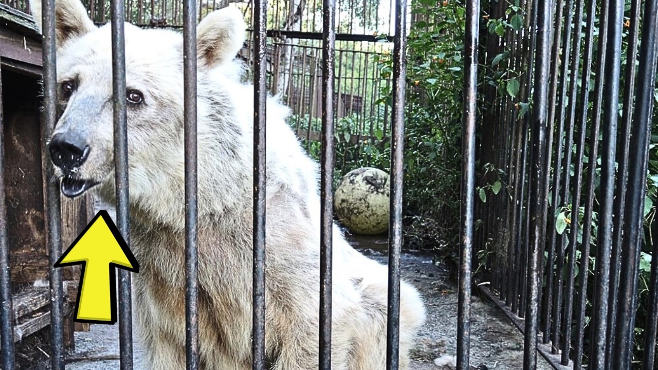 Four bears lived in cages for decades — their first taste of freedom is ...