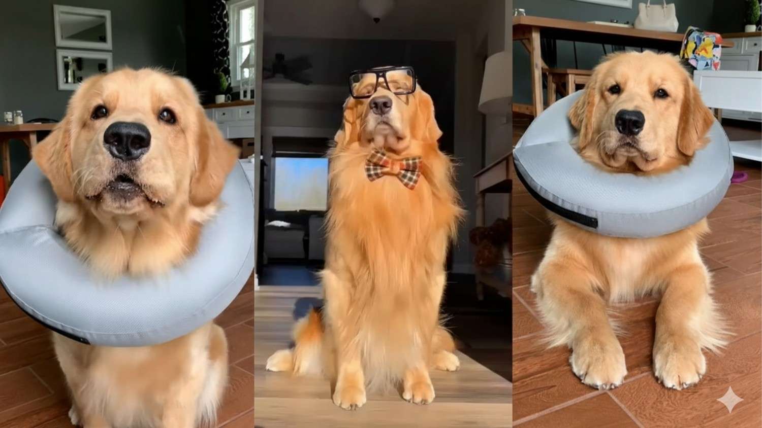 My dog is clearly going through something