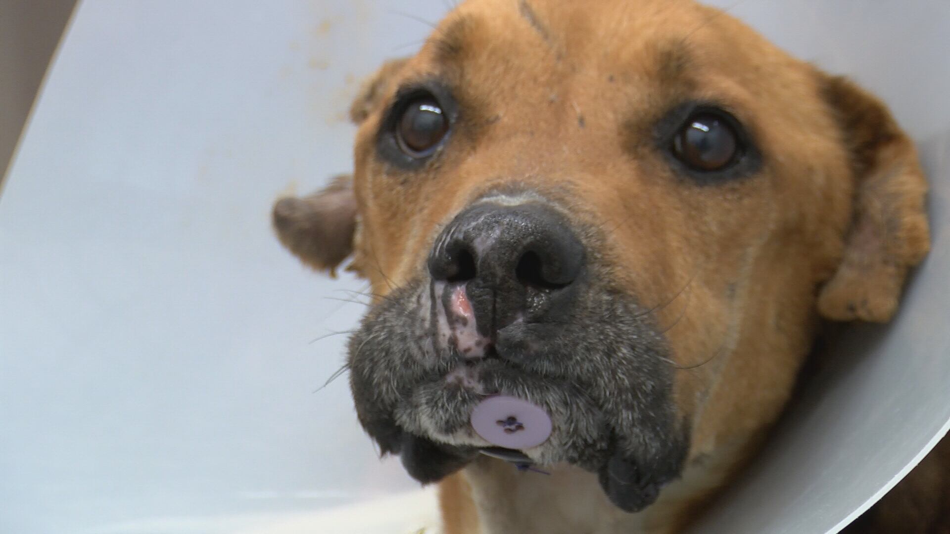 Montgomery Humane Society’s new in-house clinic gives severely injured ...