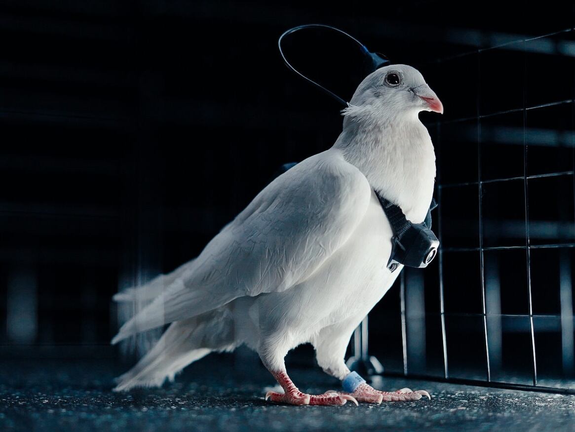 Russia develops brain-implanted pigeon drones