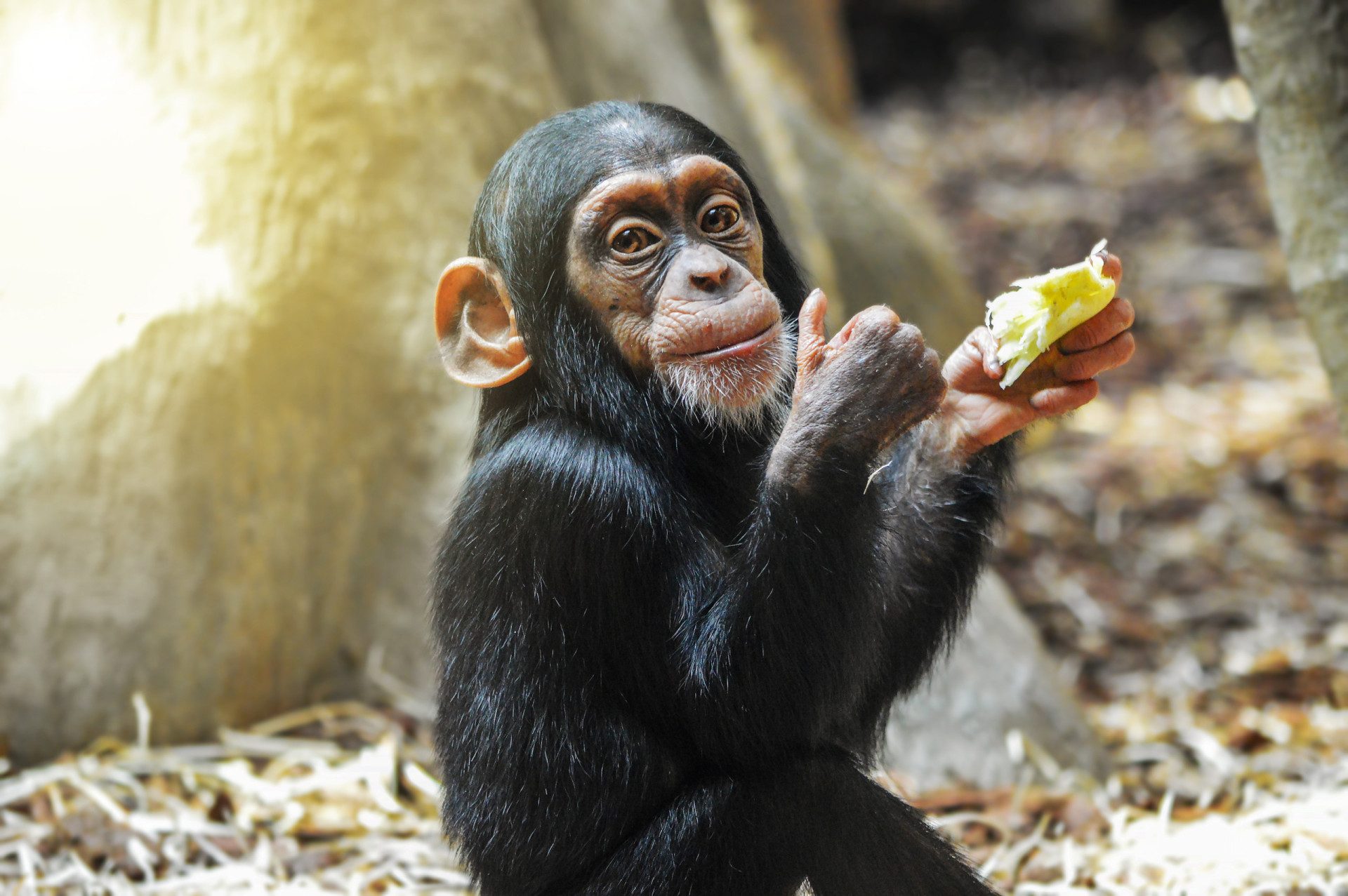 The use of recreational drugs in the animal kingdom