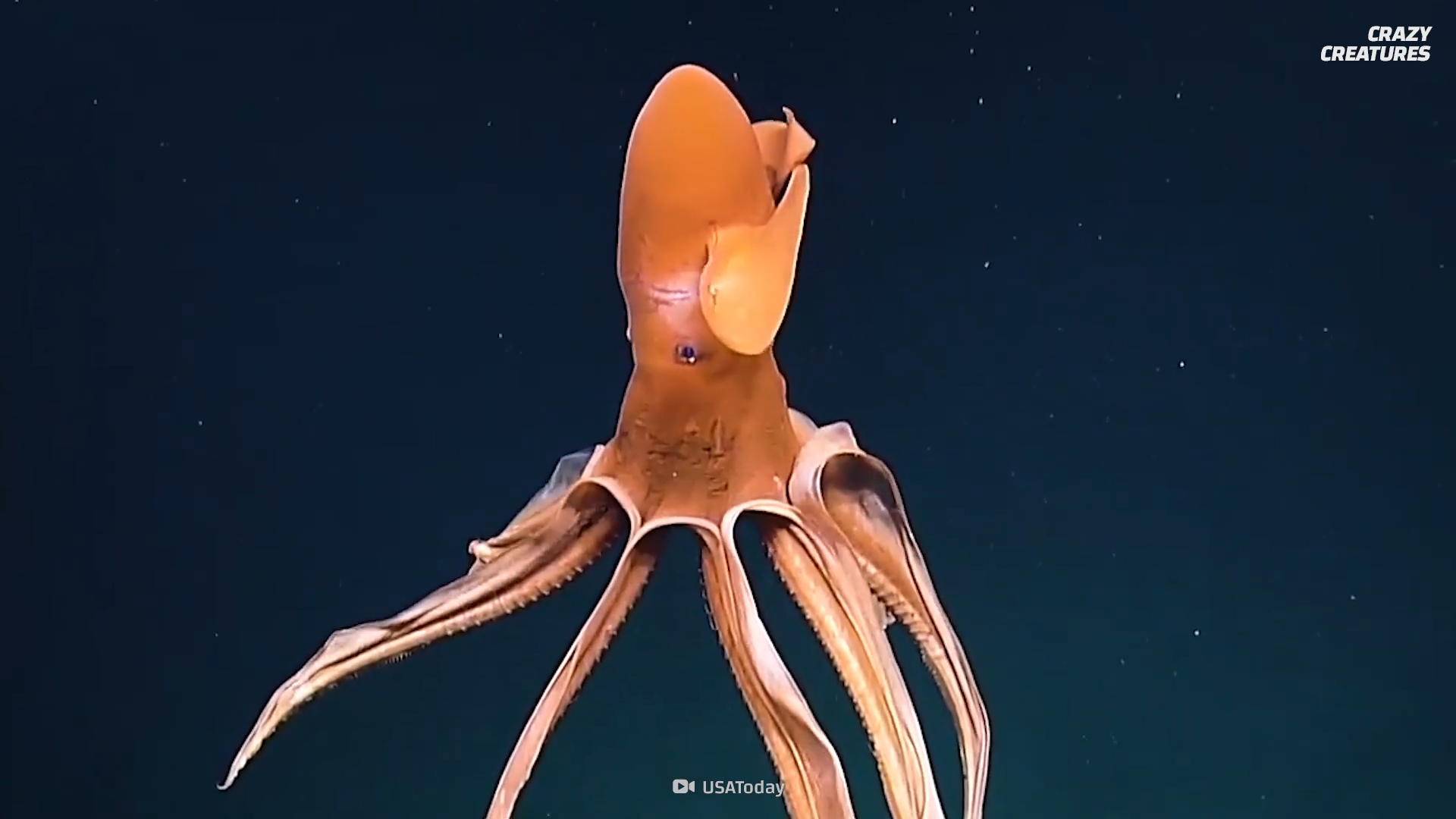 Why this tiny octopus is far more dangerous than it appears