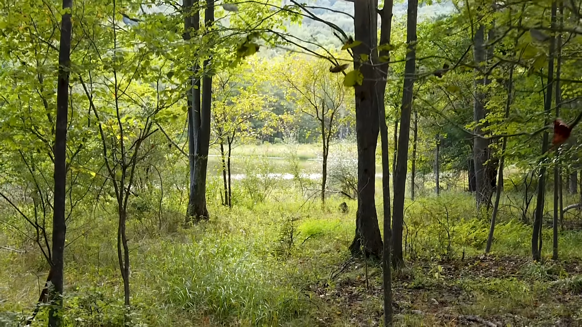 This is what it actually takes to build a forest