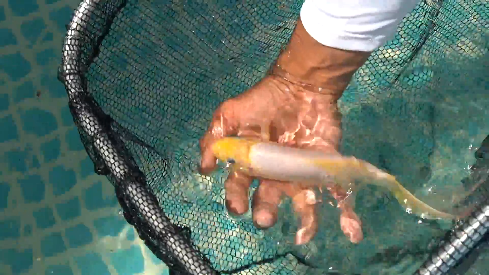 Organizing 1,000 rare koi fish was absolute chaos