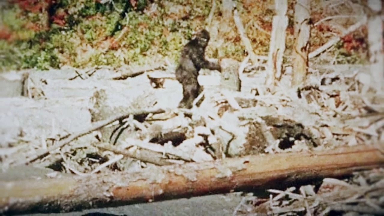 They dismissed Bigfoot for decades - then the sightings didn’t stop