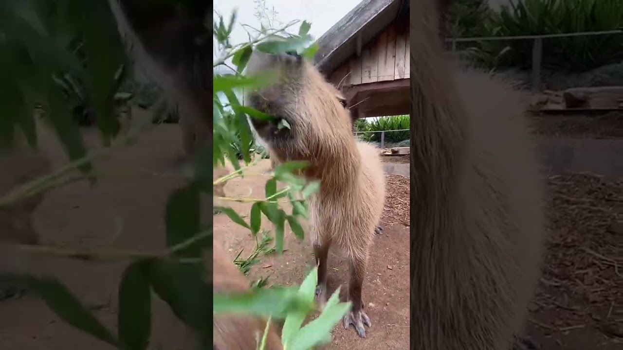 Watch a happy capybara eat a delicious green snack