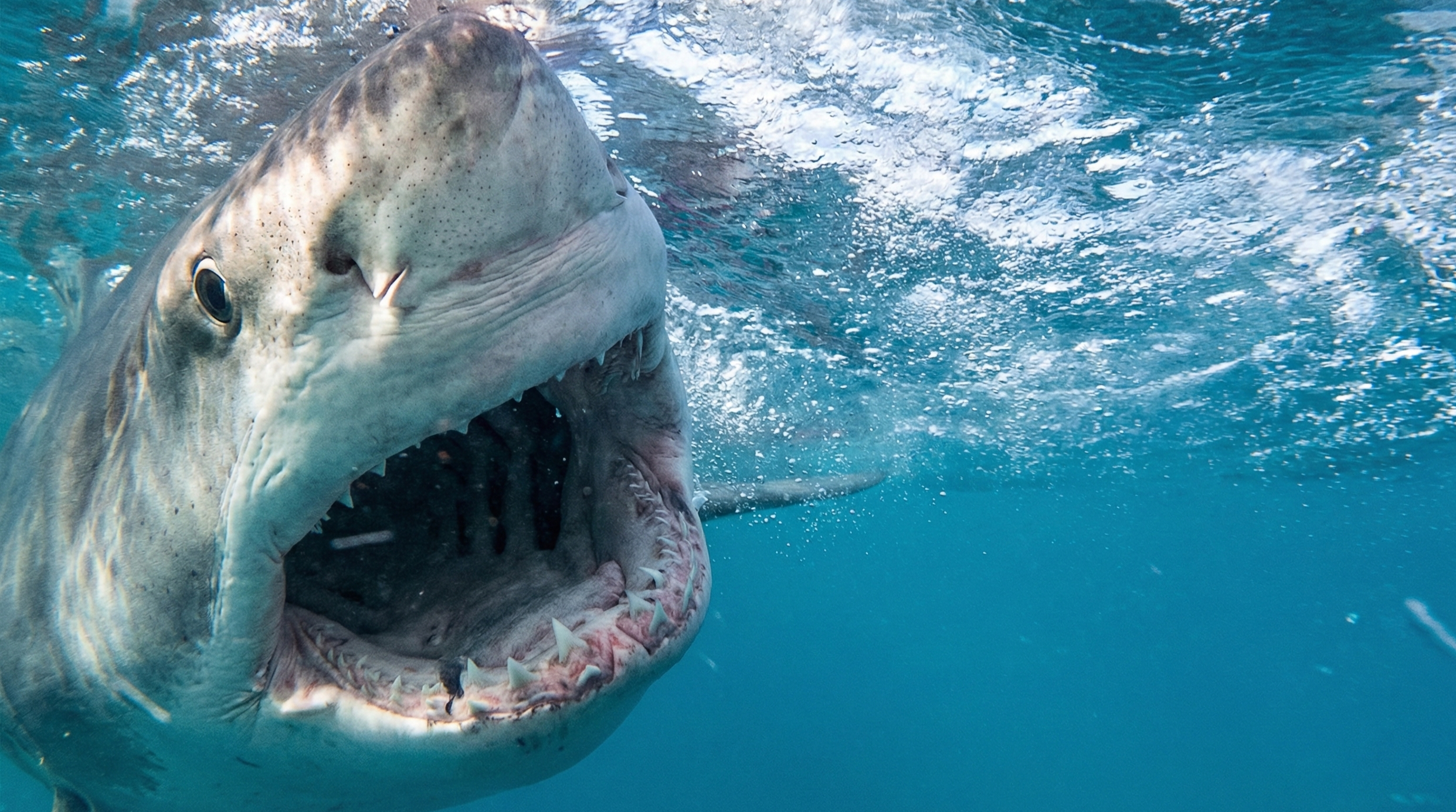 Shark interrupts the filming of "Ocean Giants" in Mexico