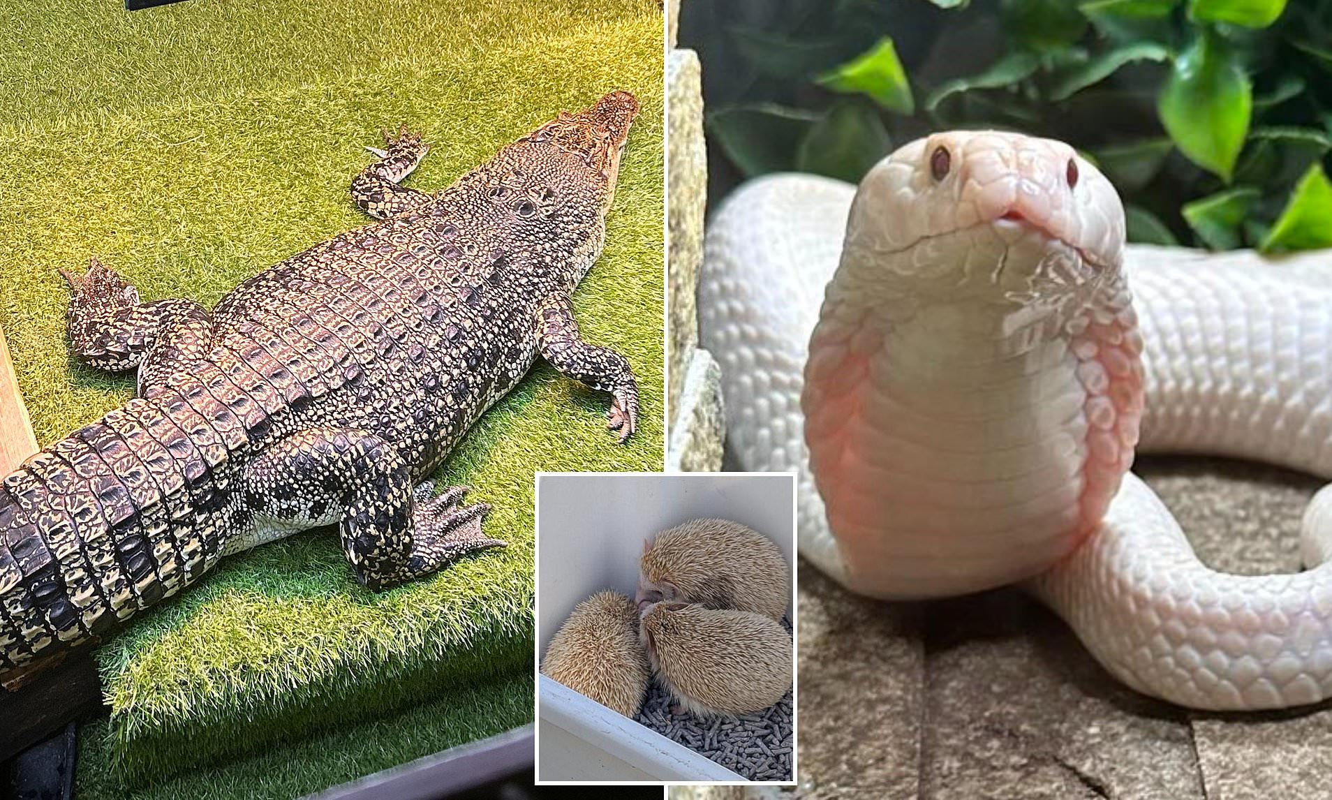 Officers swoop on bizarre homemade zoo filled with exotic animals - but ...