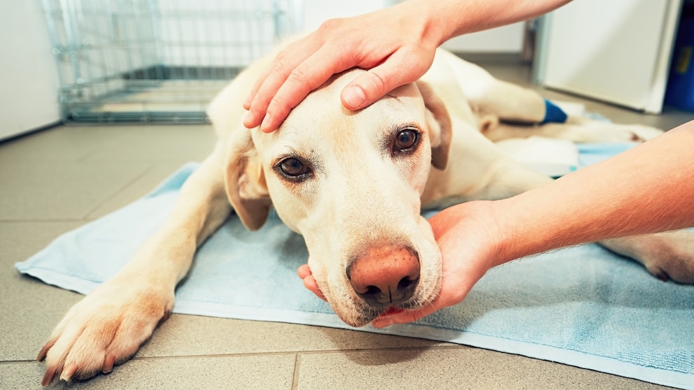 Castration harms many dogs more than previously thought