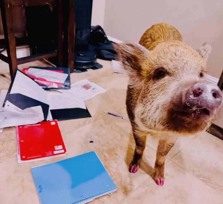 Pet pig devours student's homework, teacher laughs