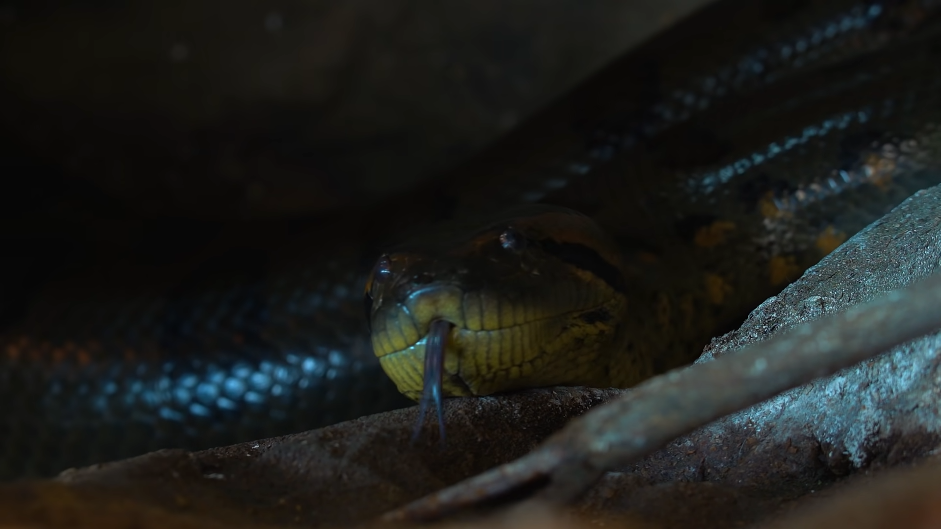 A rare milestone captured - "a moment that reshaped ball python breeding"