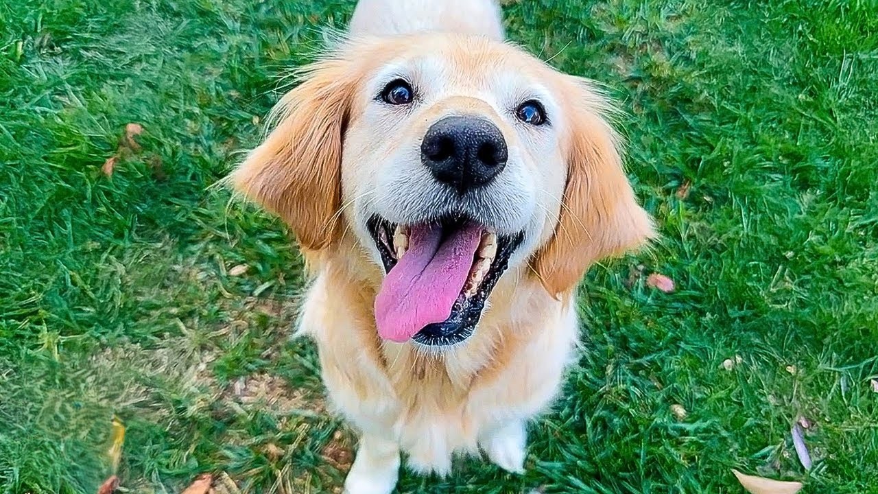 This saved dog smiles nonstop around her humans - and it’ll melt you