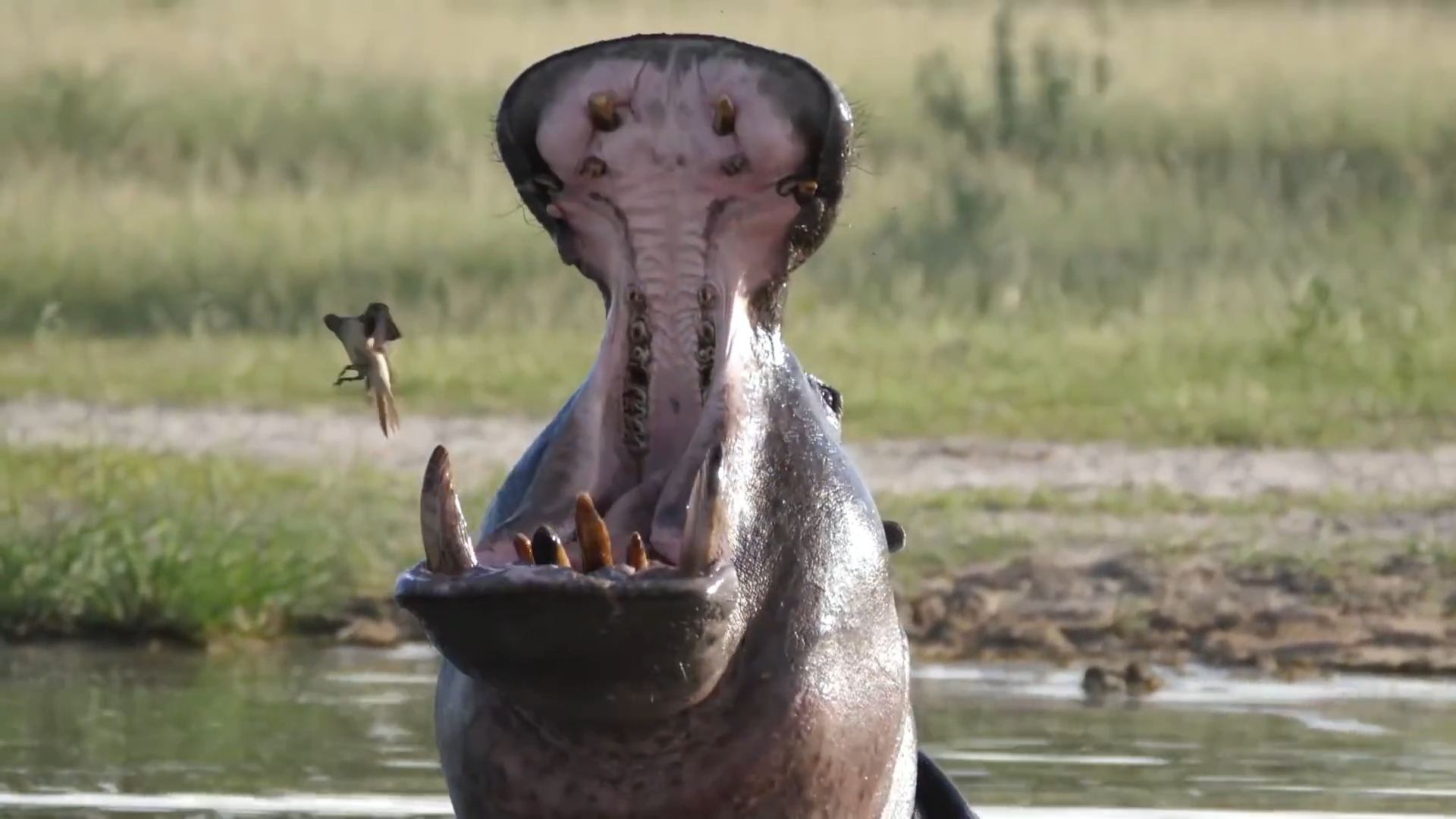 Five apex predators caught attacking prey that can fight back