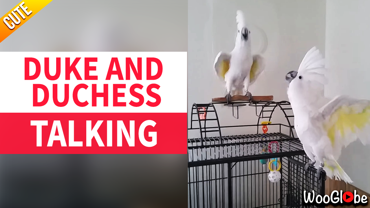 Talking birds: Duke and duchess playing and talking || WooGlobe
