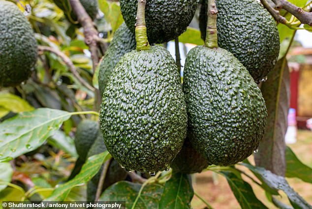 Avocado, de-stoned: Experts share the health benefits of the millennial ...