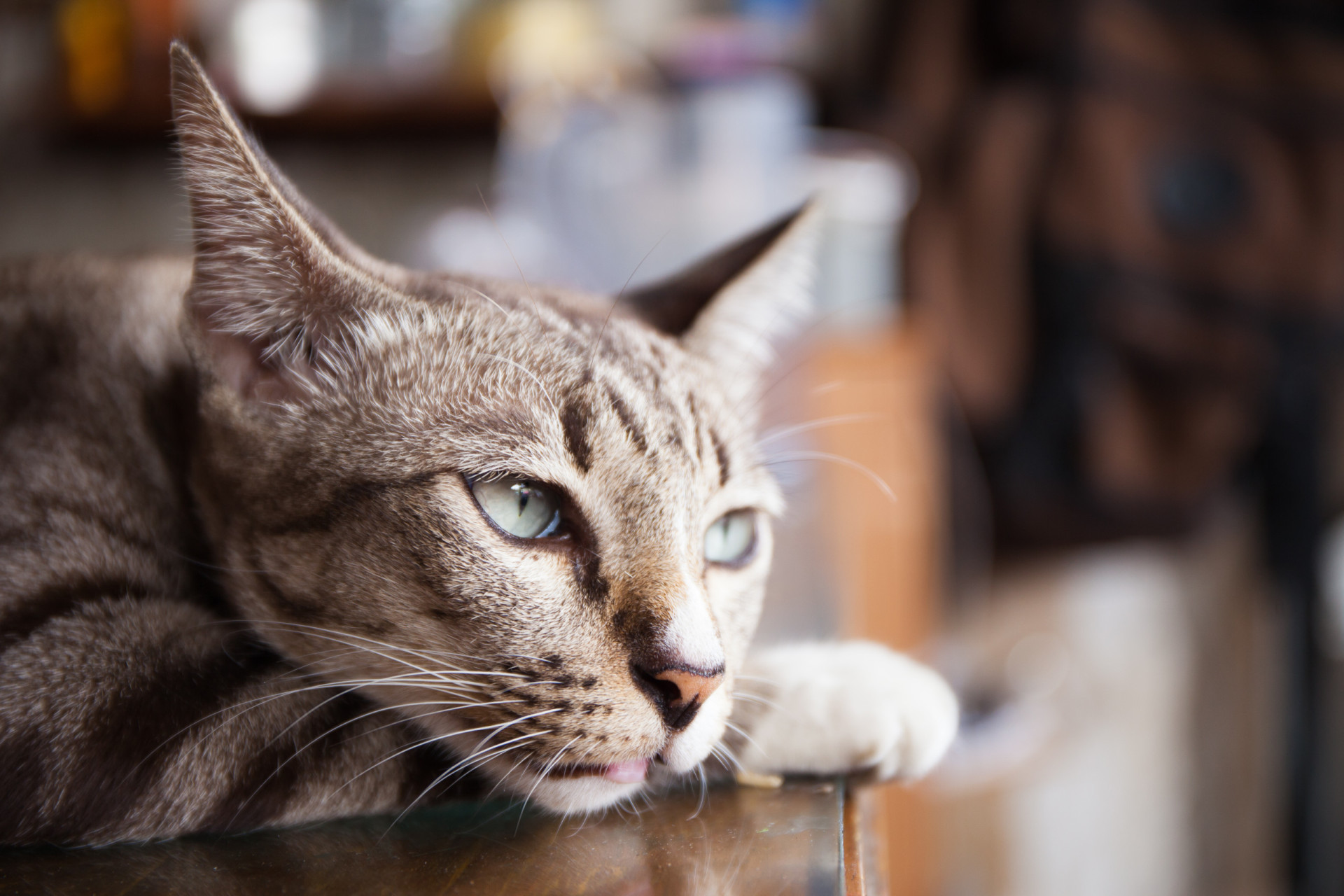 Cose che le persone fanno e che i gatti detestano