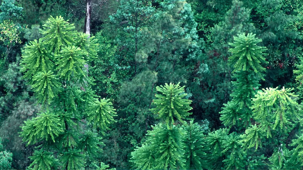 This living fossil is older than almost everything alive today