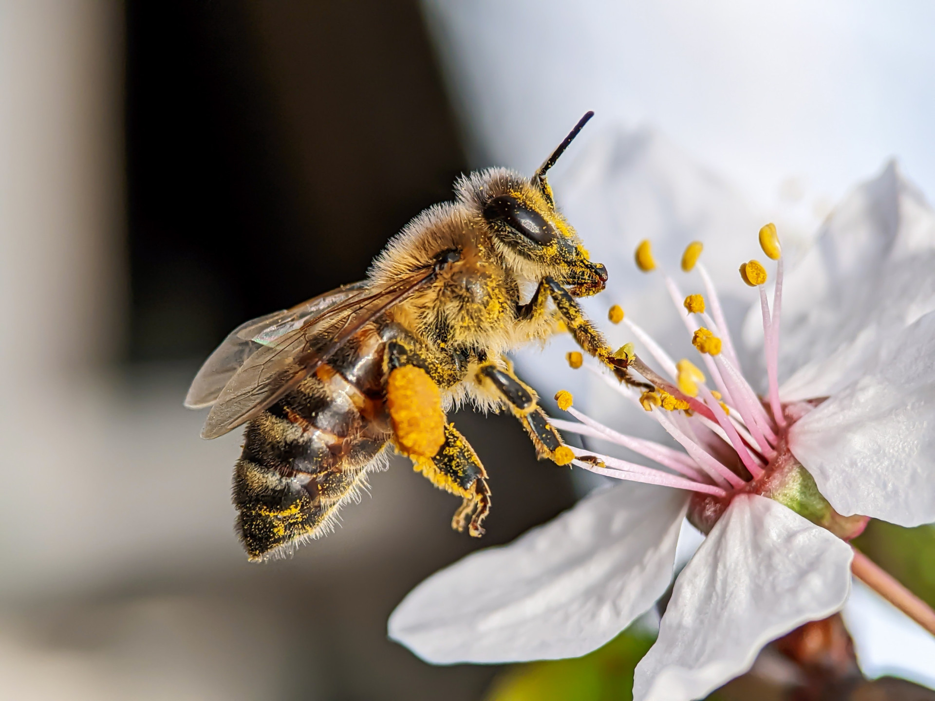 How insects can boost your health