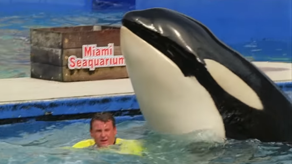 When humans and killer whales hunted together - then everything broke