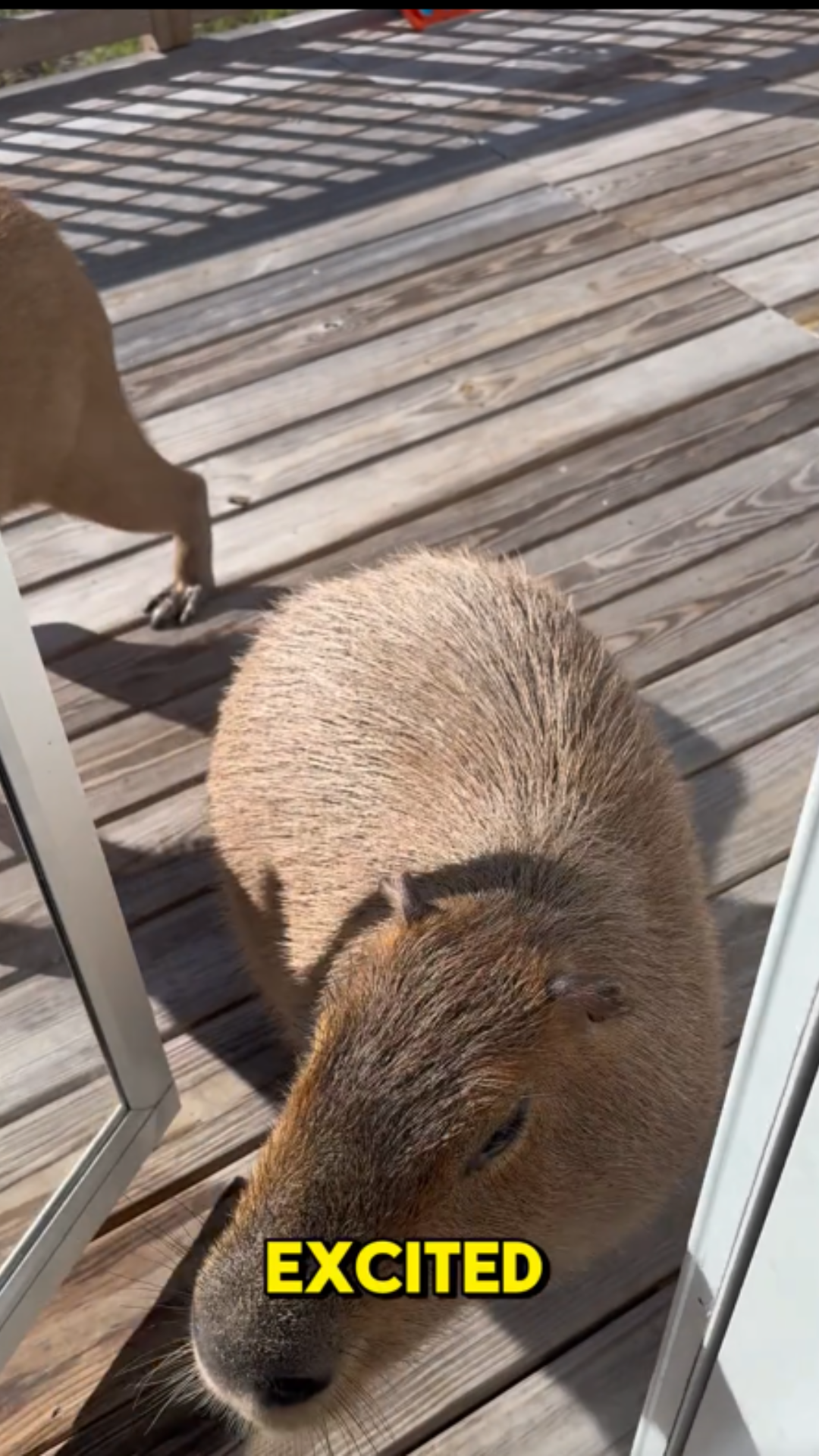 Why capybaras make terrible pets despite viral fame