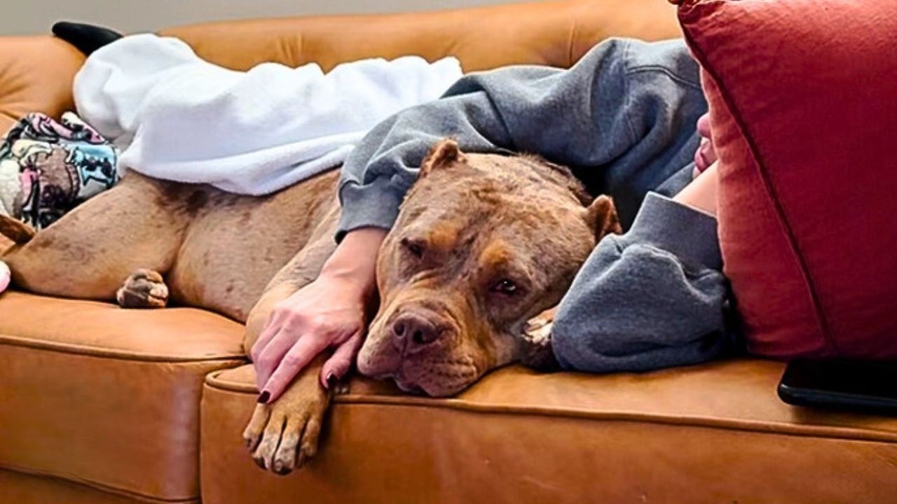 She hid from everyone - now this once-scared dog can’t stop smiling