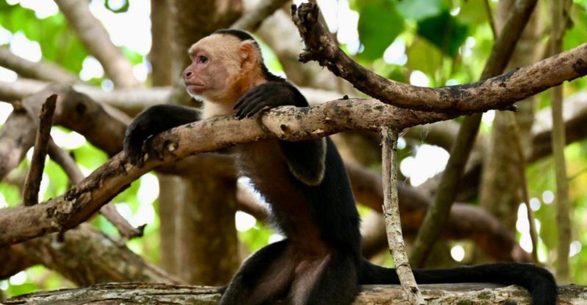 17 world-class places to watch wildlife in the wild