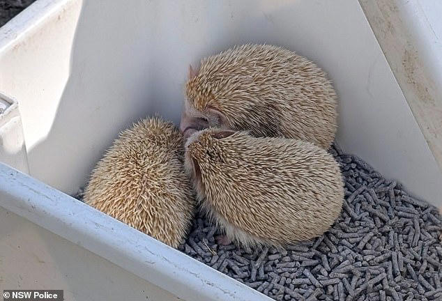 Officers swoop on bizarre homemade zoo filled with exotic animals - but ...