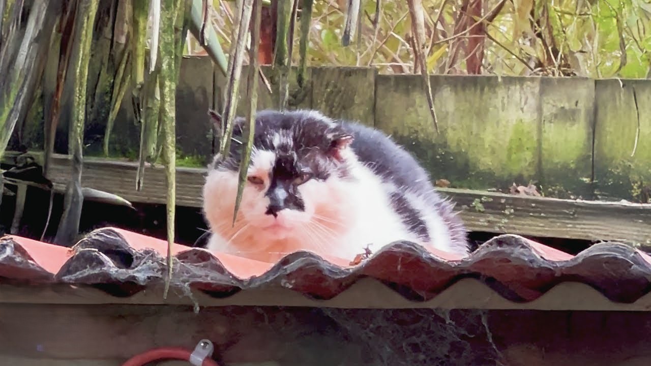 This cat appeared on camera every night - and wasn’t there by accident