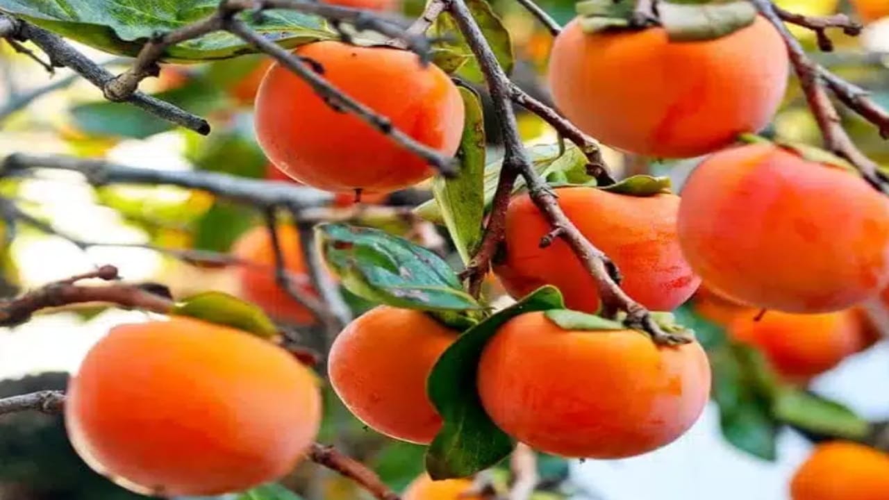 Uttarakhand gardens to bloom with Japanese fruit plants, demand rises ...