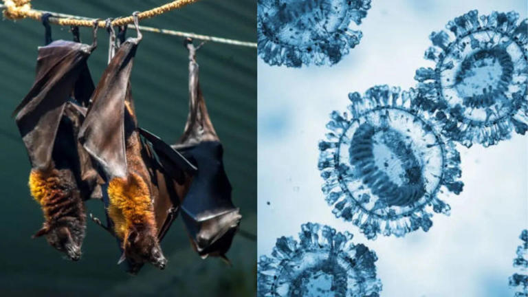 Nipah again? New bat virus detected in Bangladesh patients, scientists warn