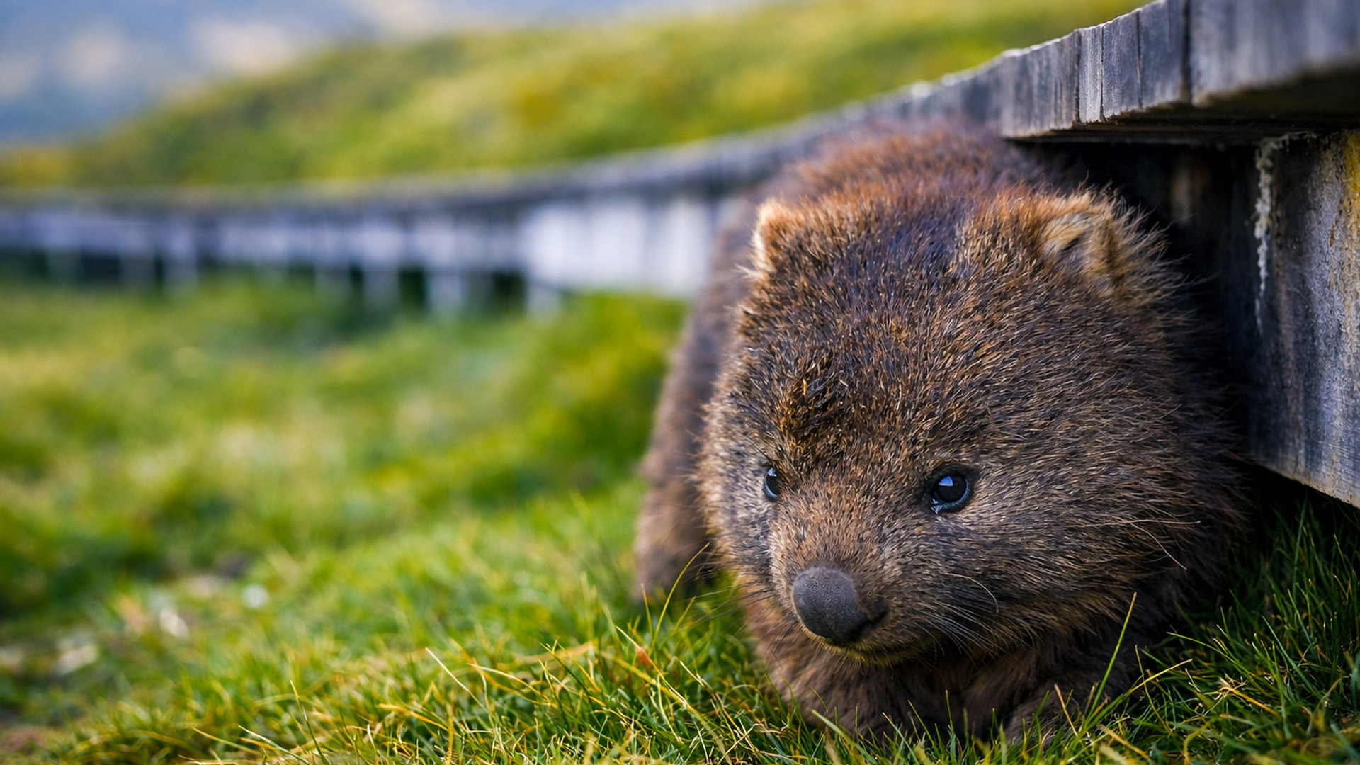 Is dit het schattigste wilde dier van Australië?