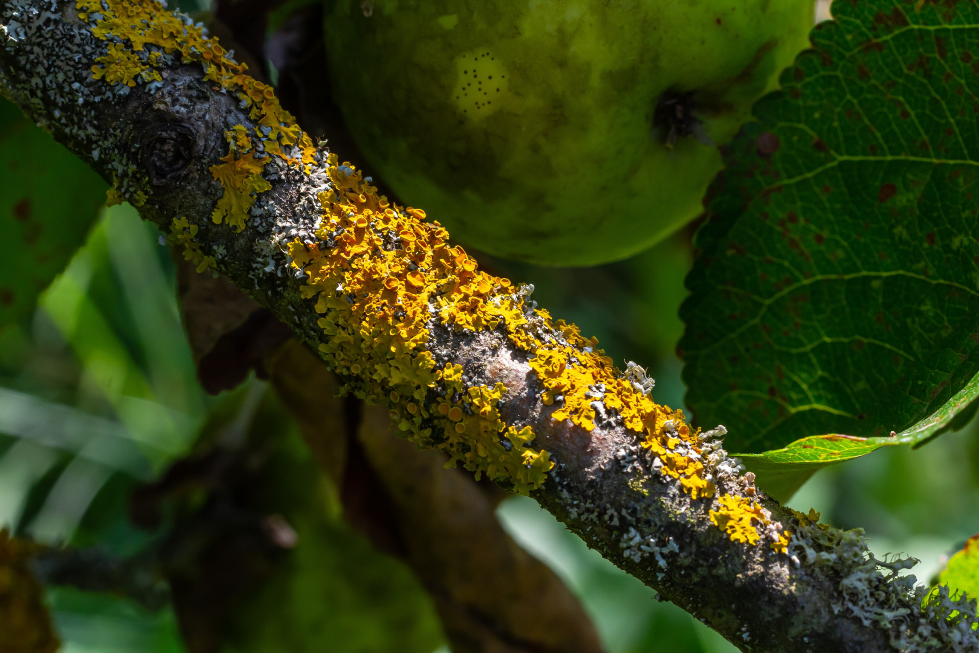 Lichens: nature’s weird and wonderful oxygen-makers