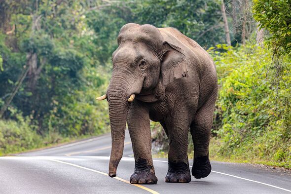 Elephant kills tourist at Thailand national park after already killing ...